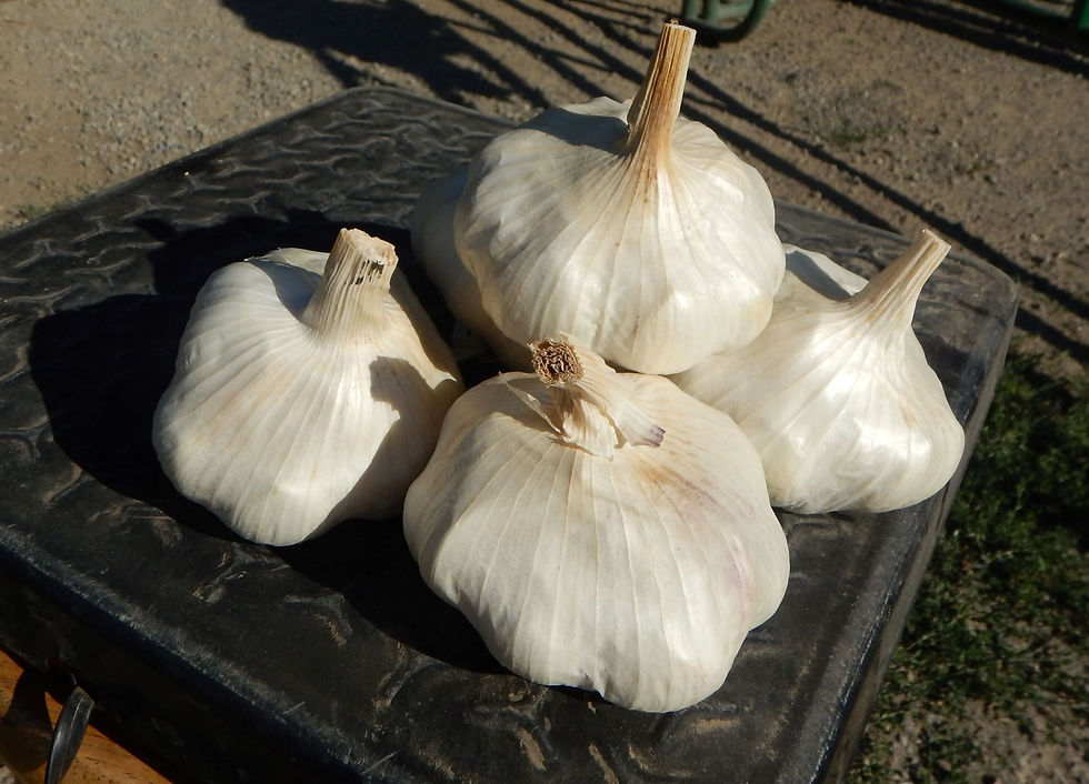 Organic Seed Garlic, Organic Seed Potatoes, and Heirloom Garlic