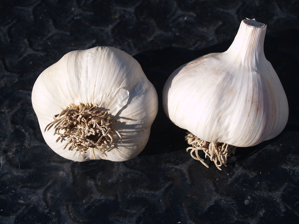 Mountain Valley Organics Seed Garlic Washington Grown