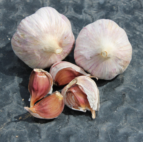 Asian Tempest | Mnt Valley Garlic