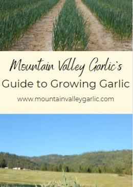 Guide to Growing Garlic | Mnt Valley Garlic
