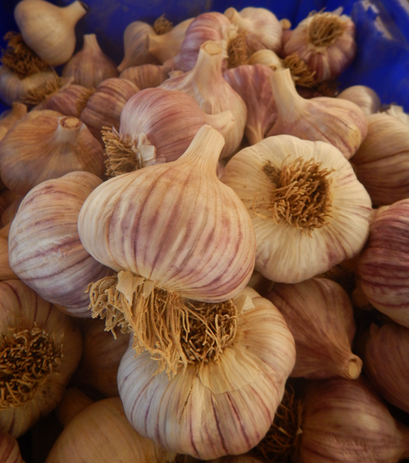 Garlic FAQ's | Mnt Valley Garlic