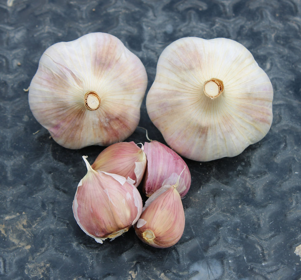 All Garlic Varieties | Mnt Valley Garlic