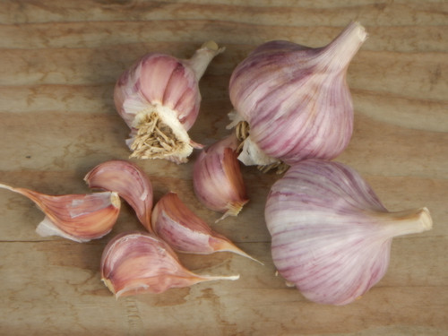 Persian Star Seed Garlic | Mnt Valley Garlic
