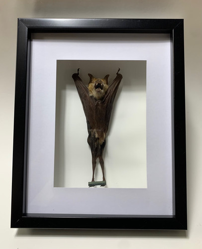 Bicolored Roundleaf Bat Taxidermy | Foreverbugs