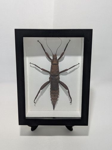 Thorny devil walking stick | Foreverbugs