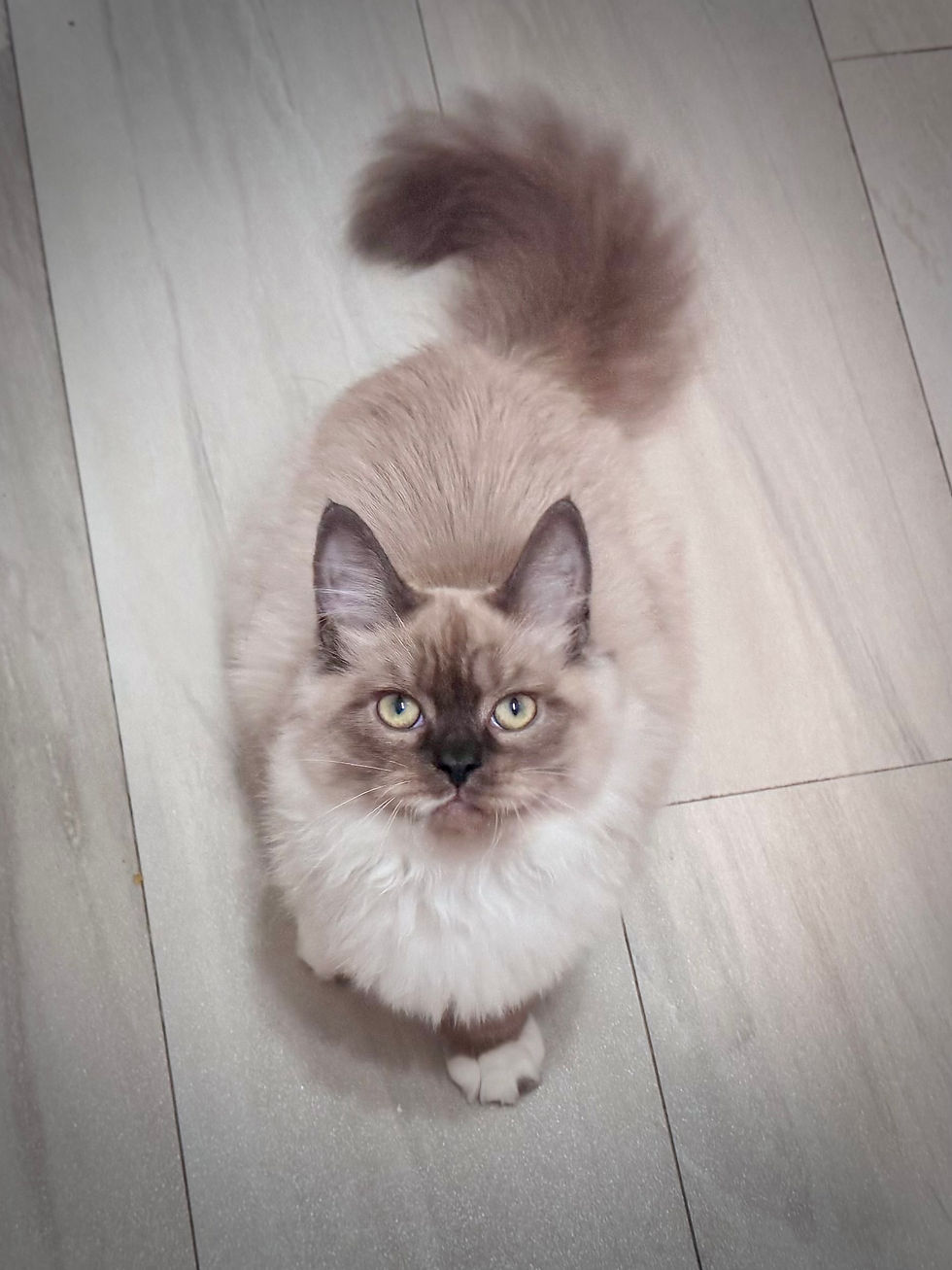 CFA registered Ragamuffin kitten breeder | Bijoux Rags RagaMuffins