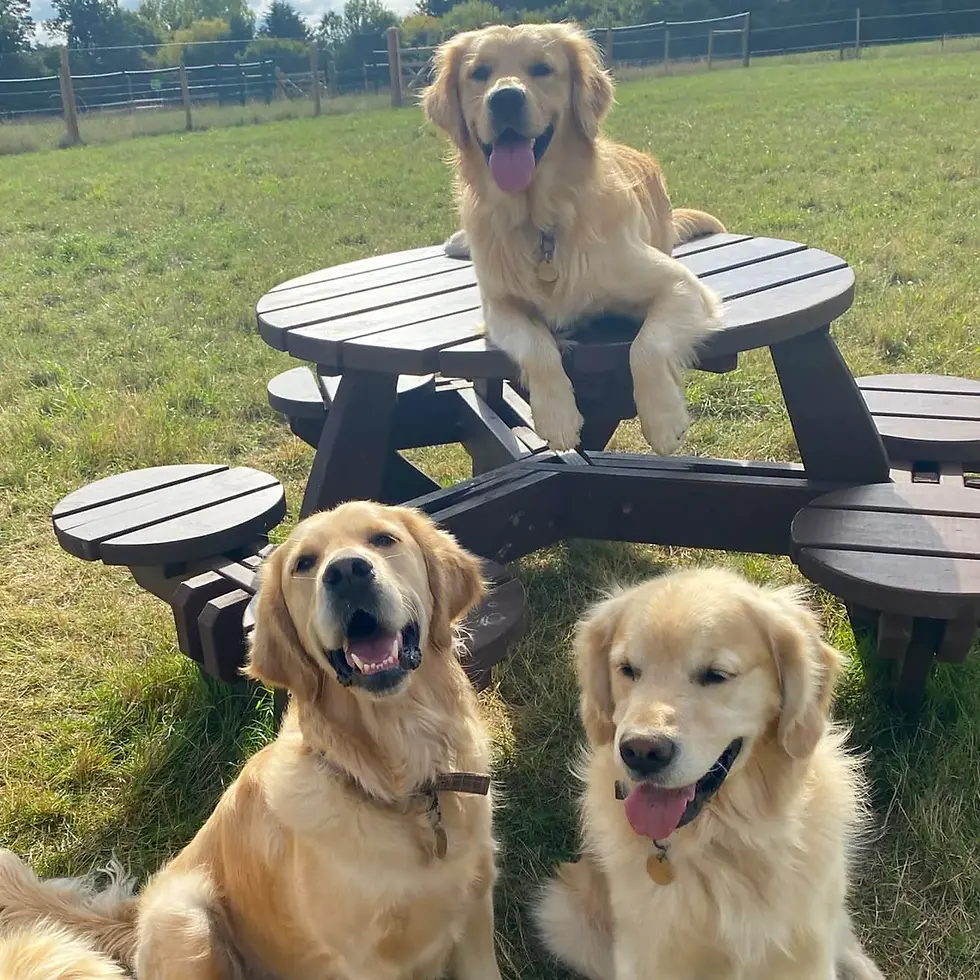 Doggy Day Care Meopham | Dog Sitting Gravesend | Doggy Base