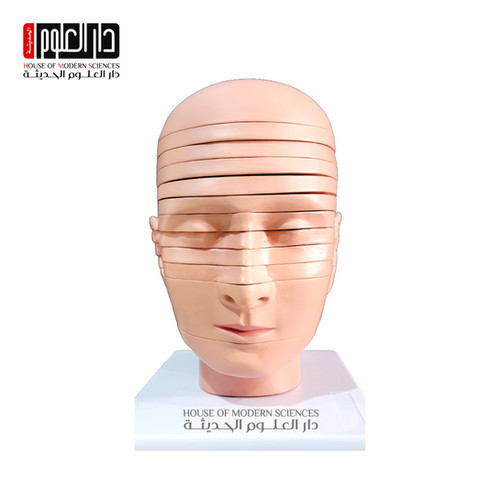 نموذج قسم رأس الإنسان Head section model Human | دار العلوم الحديثة