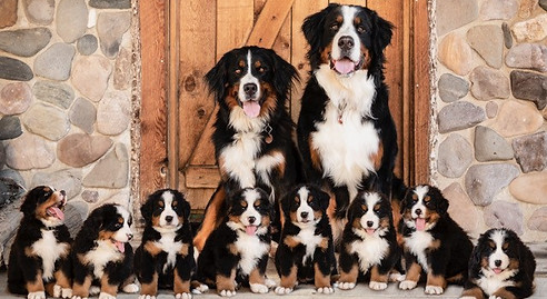 Breeding | bernersvonappenzell