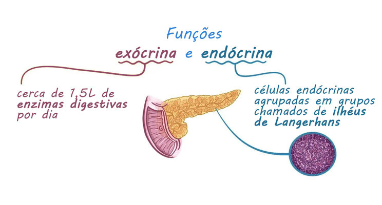Para que serve o pâncreas?