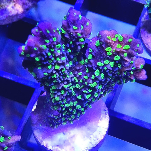 Jeremy´s Montipora Frag | Ocean Store