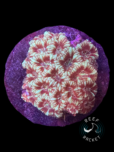 Yellow and Red Inferno Asian Acan CHUNK | Reef Racket LLC