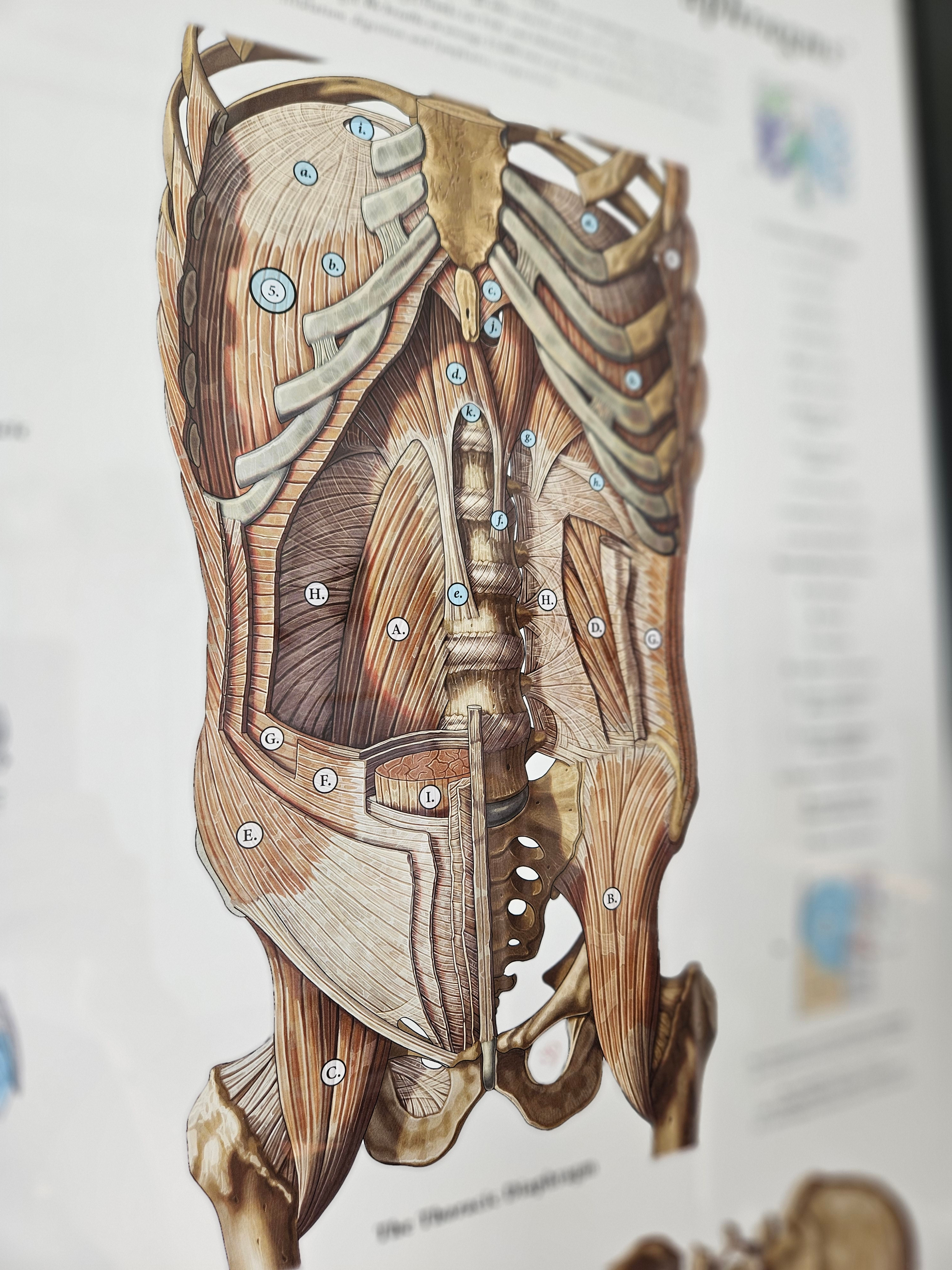 Pelvic Floor 101: Pelvic Pain | Freeman Pilates
