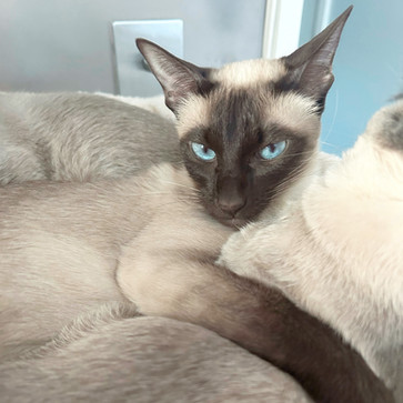 Nala Rose | The House Of Siamese | Siamese Breeder | Surrey, UK