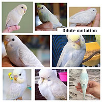 Budgie Mutations | Budgie Bubble