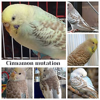 Budgie Mutations | Budgie Bubble
