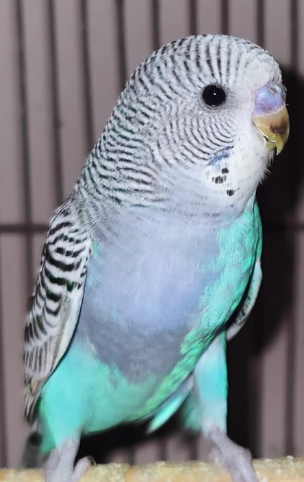 The Mysteries of Half-Sider Budgies Revealed!
