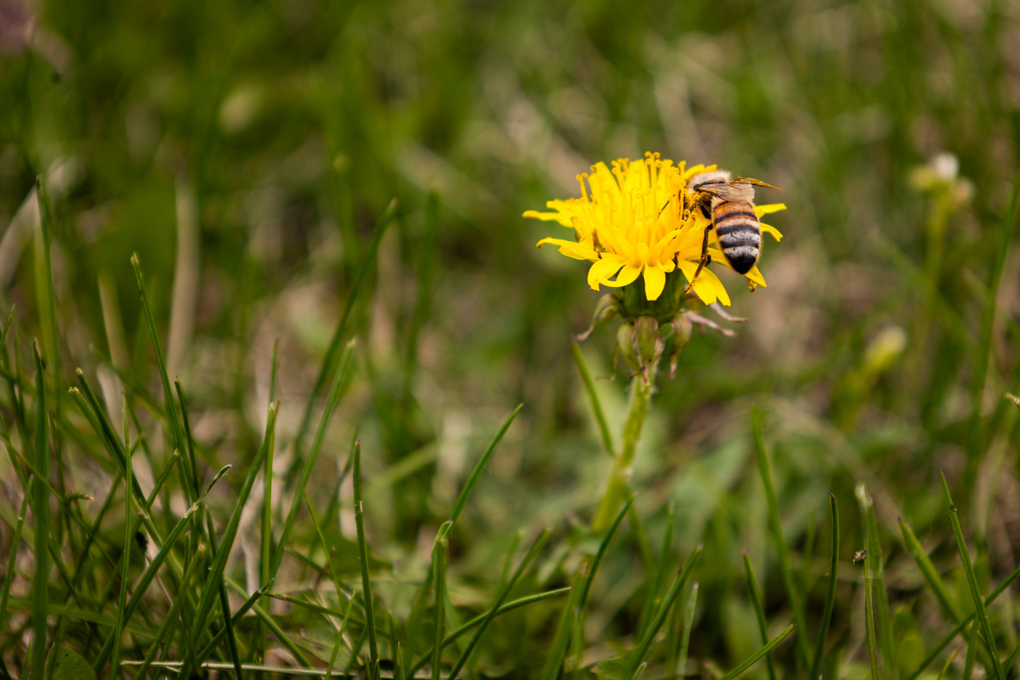 When you are feeling powerless, consider the pollinators. Join the ...