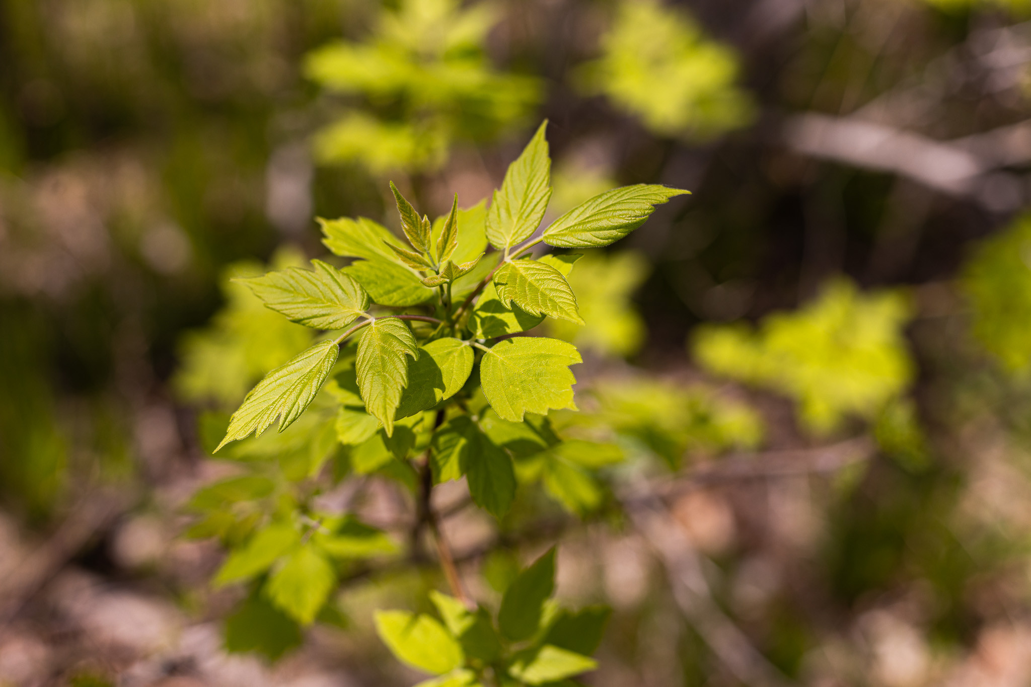Ten Different Portraits of Creation in Scripture and Our Human Roles ...