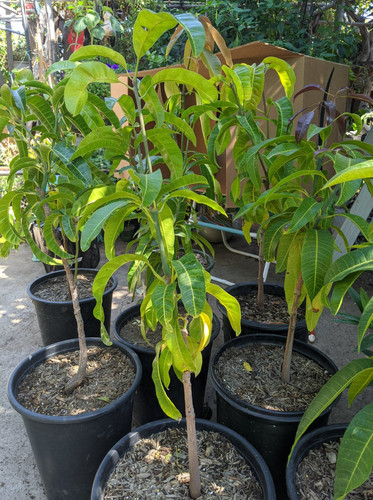 Kent Mango tree/Cây Xoài Kent | Ohanagrown