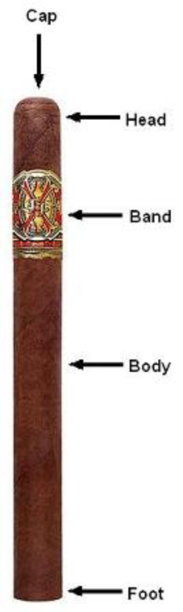 Cigar Anatomy