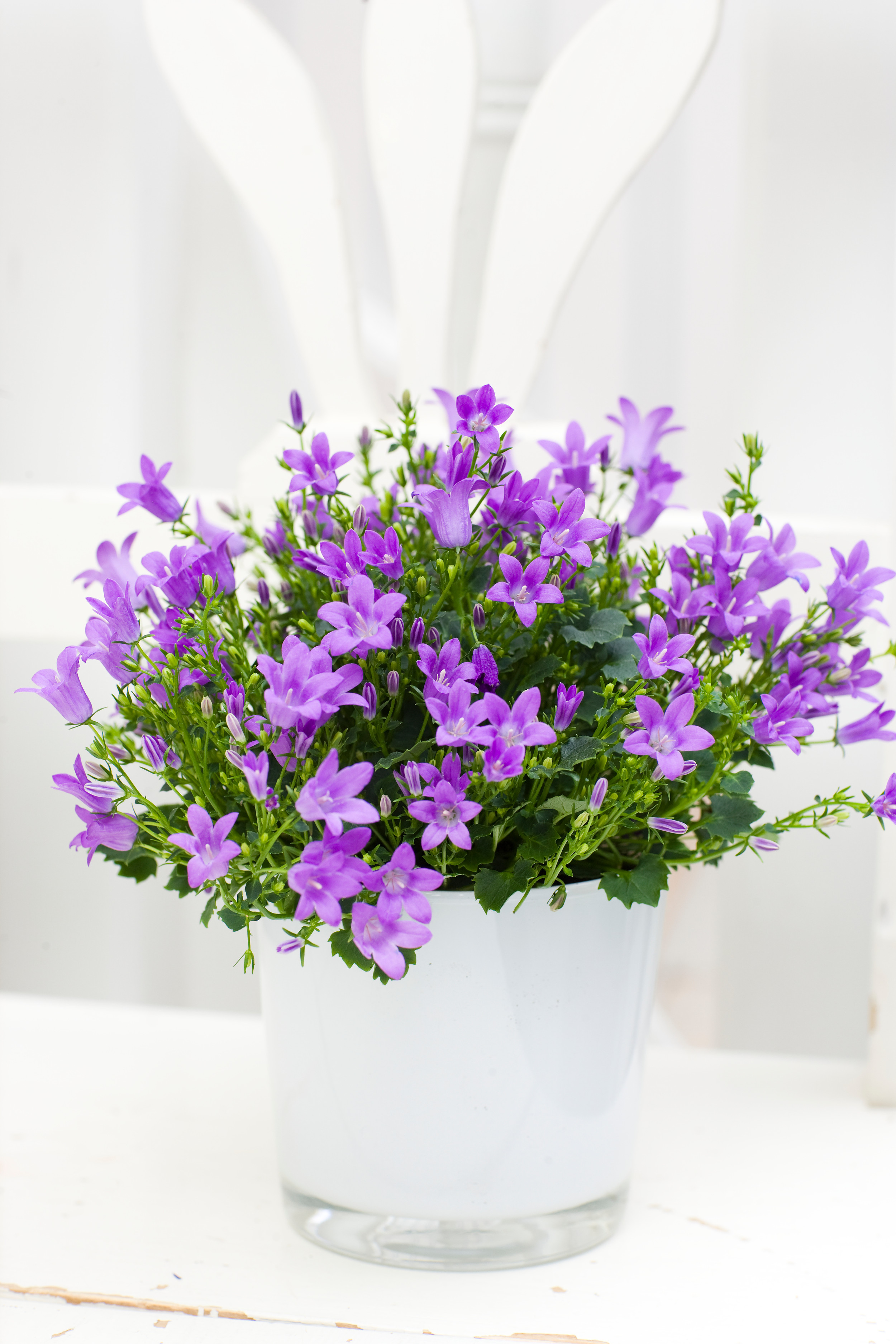 Versatile Campanula
