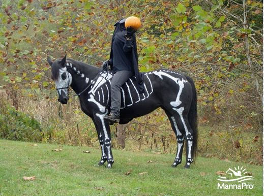 Horse and Rider Halloween Costume Ideas