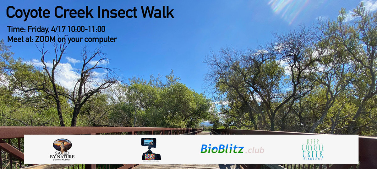 Coyote Creek Insect Walk | Saved By Nature