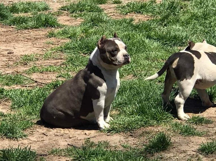 Get Buff Bullys | American bull dog breeder