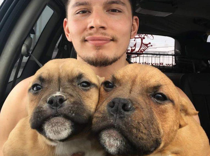 Get Buff Bullys | American bull dog breeder