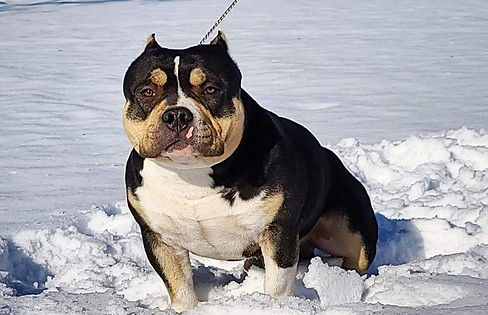 Get Buff Bullys | American bully breeder | Elkhart, Indiana