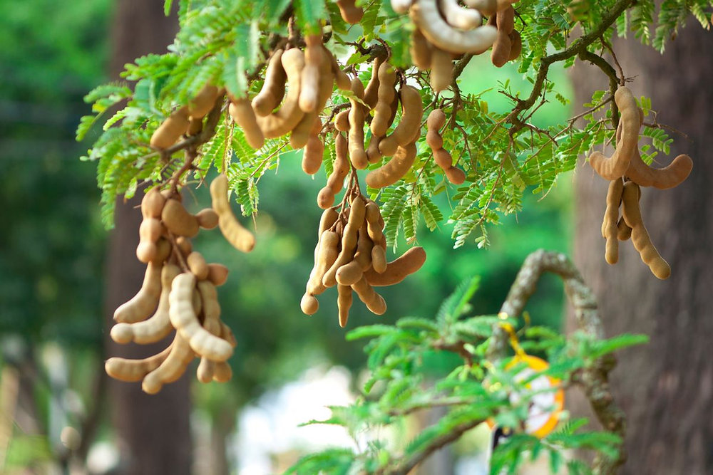 What Is Tamarind Paste?