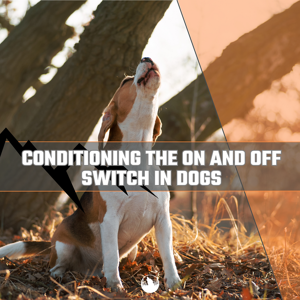 Conditioning the ON and OFF Switch in Dogs: A Guide to Balancing Energy ...
