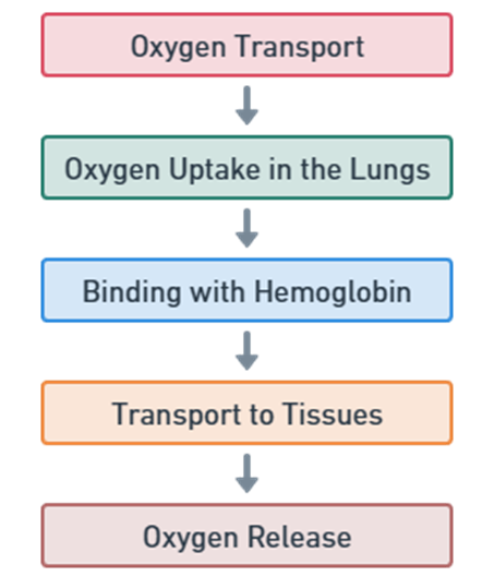 Transport of Respiratory Gases | B Pharma | Semester 2 | FirstHope