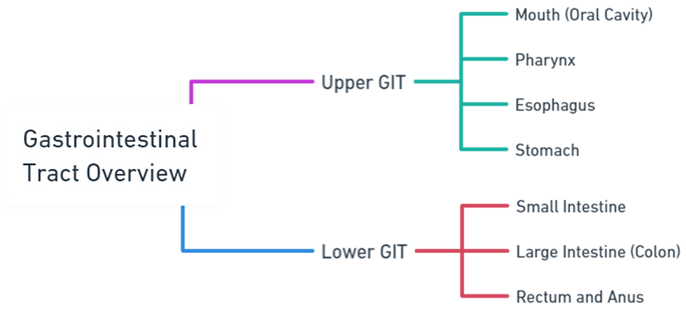 Anatomy of GI Tract: Upper GI Tract, Lower GI Tract, Accessory ...