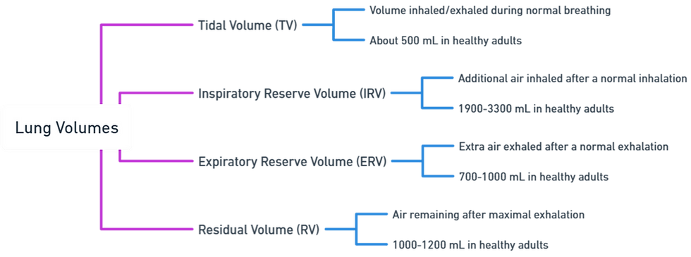 Lung Volumes and Capacities | B Pharma Notes | Semester 2 | FirstHope
