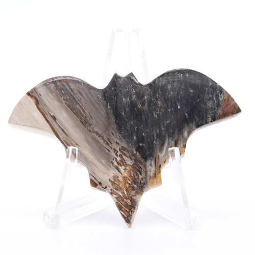 Fossilised Palm Root Bat | GemCentral