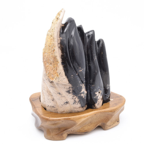 Fossilised Palm Root Freeform | GemCentral