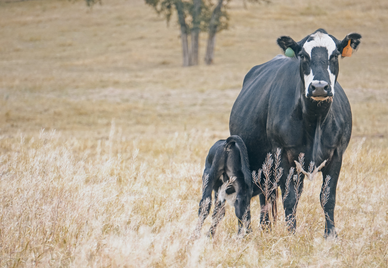 BREEDING STOCK | Taylor Cattle Co.
