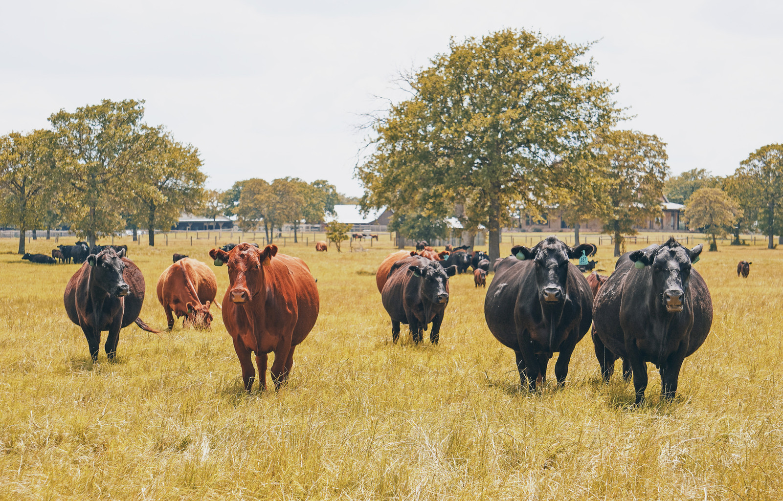 BREEDING STOCK | Taylor Cattle Co.