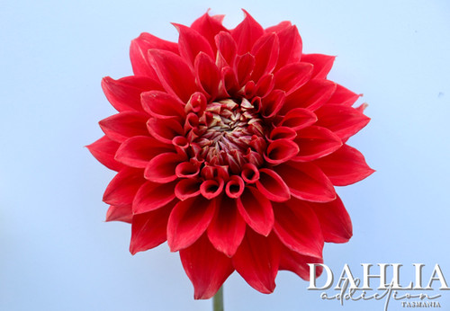 Devon Radiance | Dahlia Addiction Tas