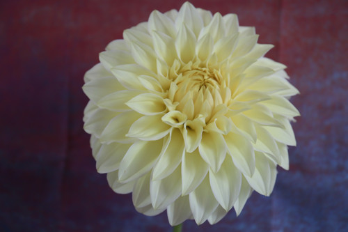 Trengrove mellenium | Dahlia Addiction Tas