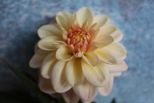 Sandy | Dahlia Addiction Tas