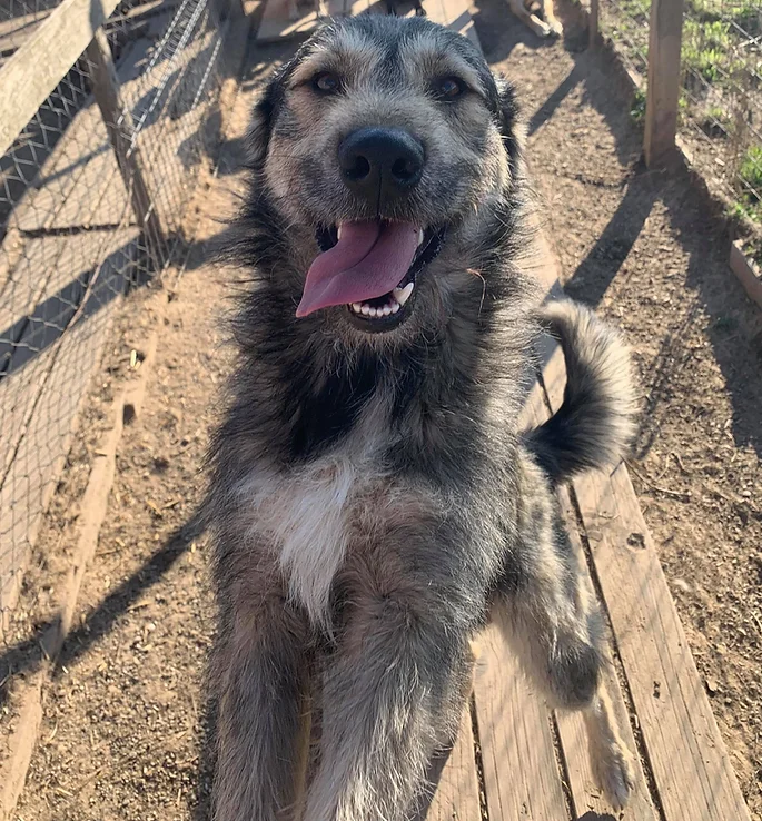 Adoptii caini | Hope