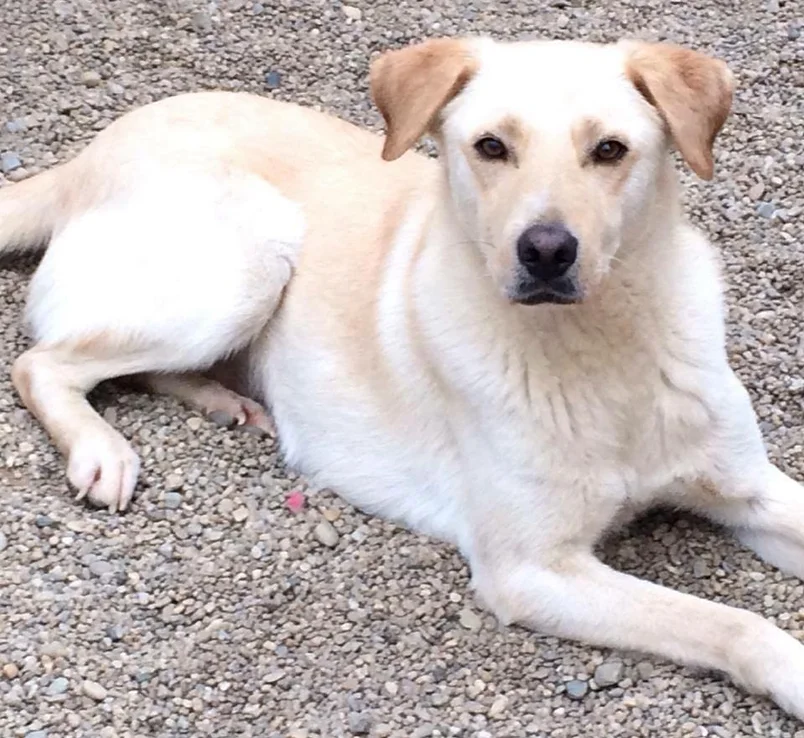 Adoptii virtuale caini | hope