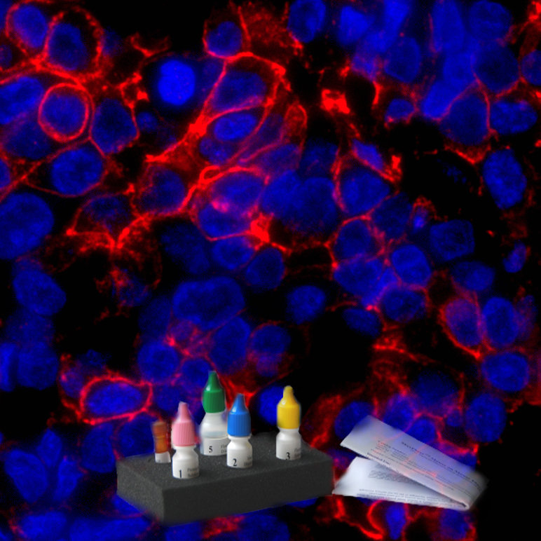 panfluortm-594-immunofluorescence-mouse-ig-detection-kit