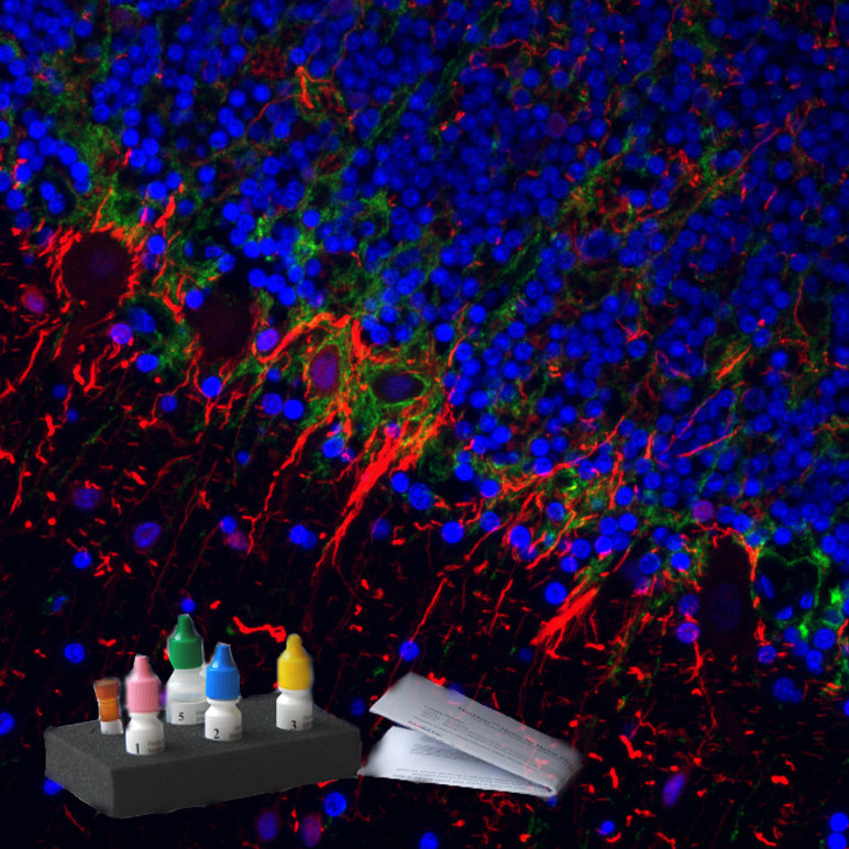 pandouble-immunofluorescence-mouse-rabbit-ig-detection-kit