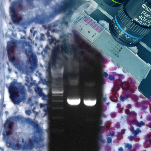 DNA and RNA probe labeling | quickarrays
