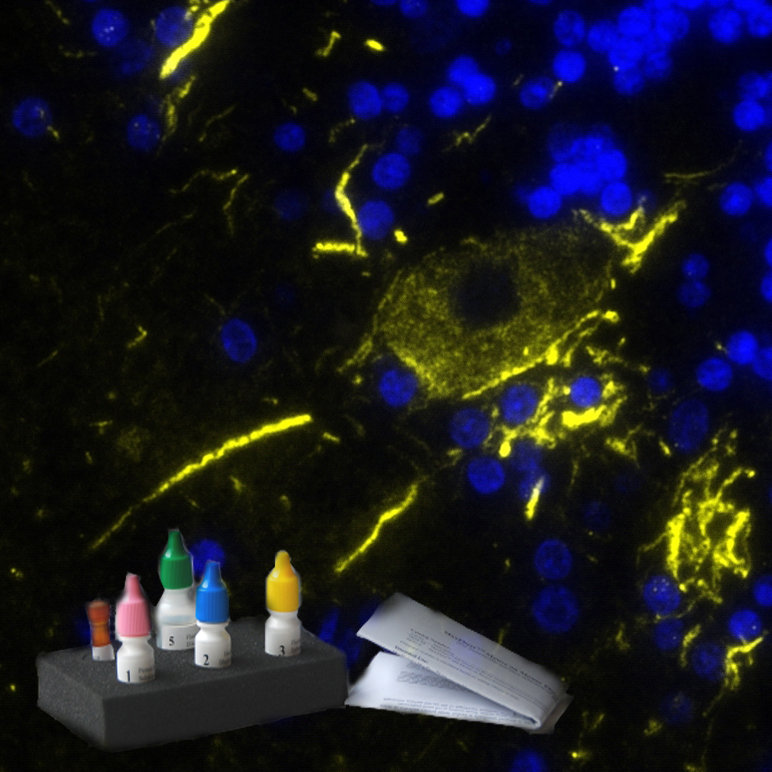 panfluortm-550-immunofluorescence-rabbit-ig-detection-kit