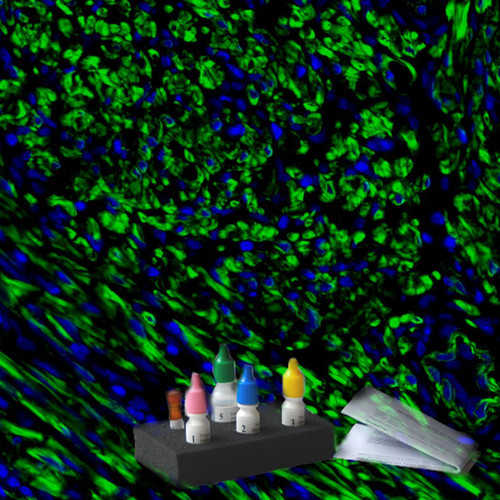 PanFluor™ 488 Immunofluorescence Rabbit Ig Detection Kit | quickarrays